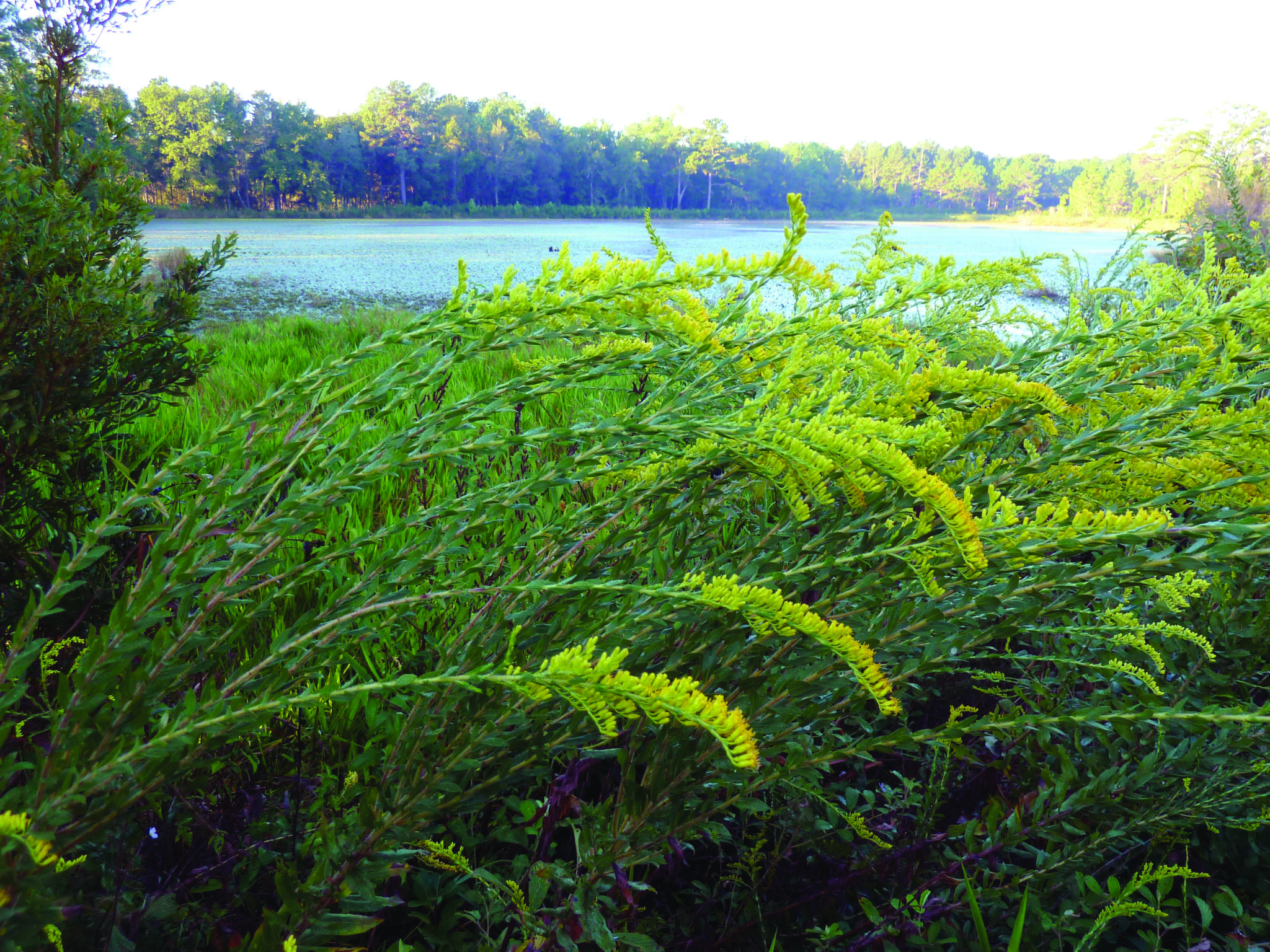 Seaside goldenrod - Florida Wildflower Foundation