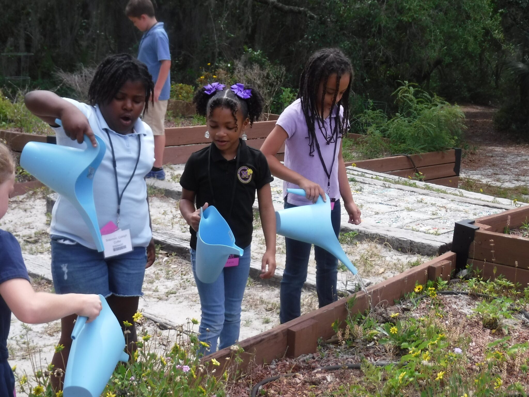 Florida's Native Wildflowers | Florida Wildflower Foundation