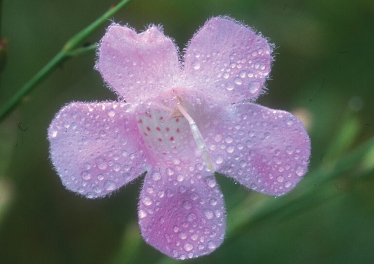 Panhandle Wildflowers - Florida Wildflower Foundation