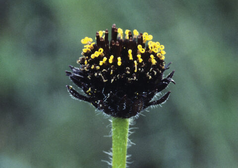 Panhandle Wildflowers - Florida Wildflower Foundation