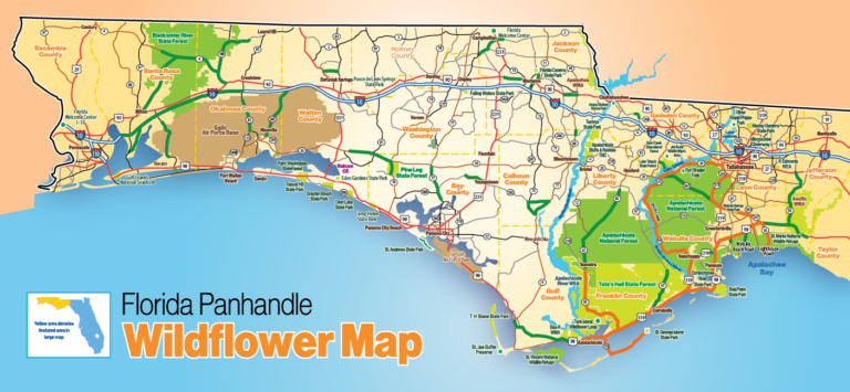 Panhandle Wildflowers - Florida Wildflower Foundation