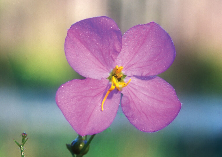 Panhandle Wildflowers - Florida Wildflower Foundation