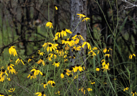 Panhandle Wildflowers - Florida Wildflower Foundation