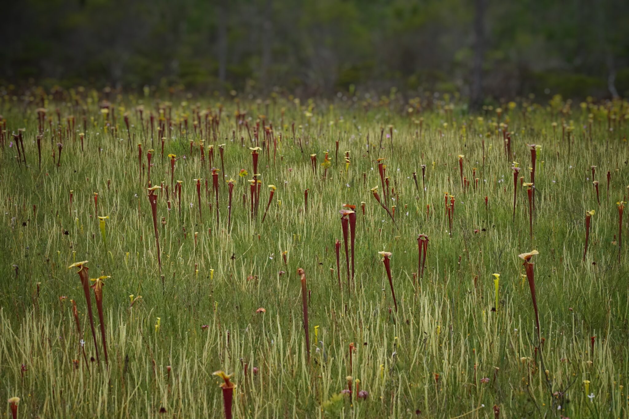 Florida's Native Wildflowers | Florida Wildflower Foundation