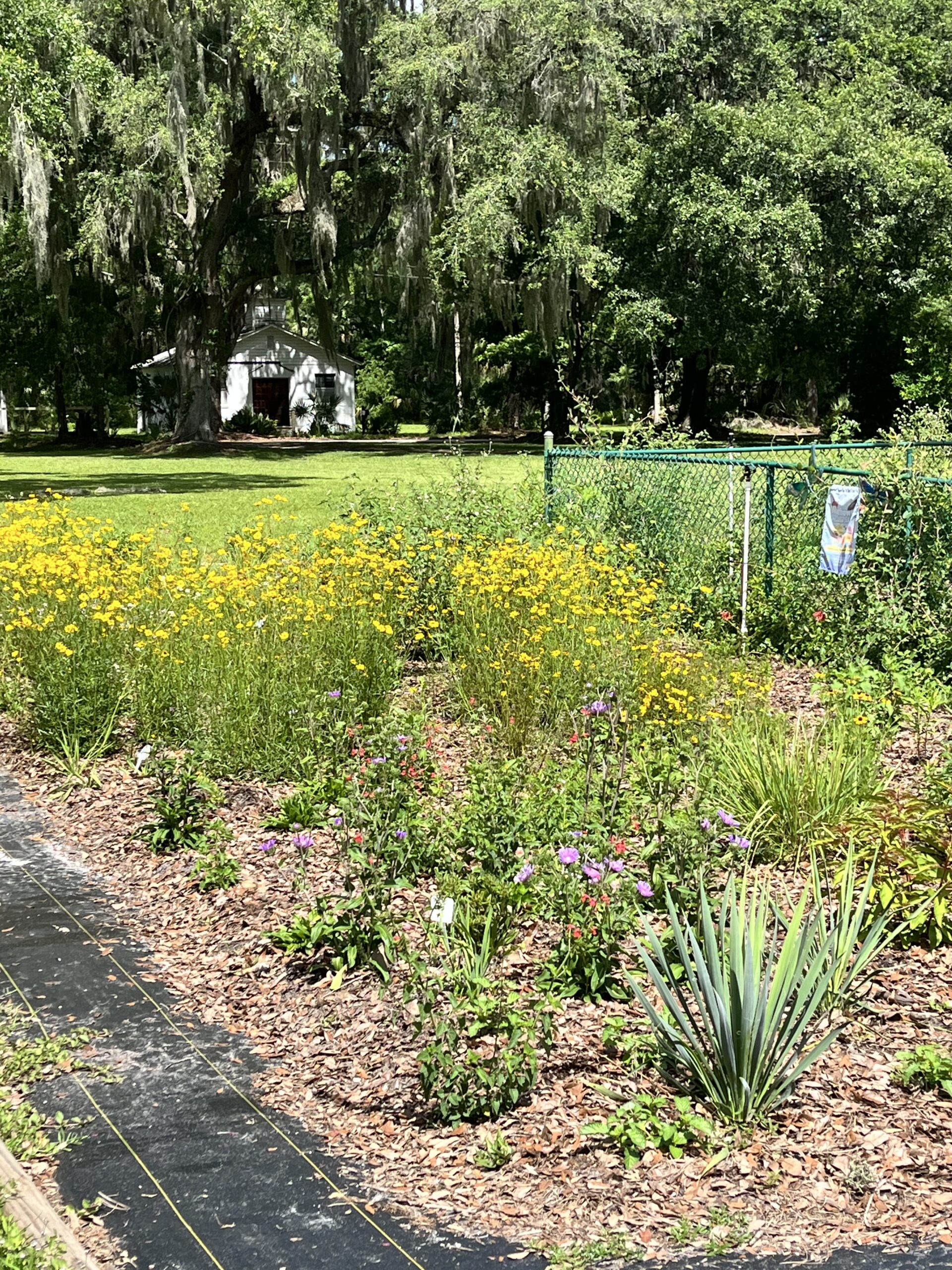 A Year in Bloom: Highlights from the Micanopy Viva Florida Garden ...