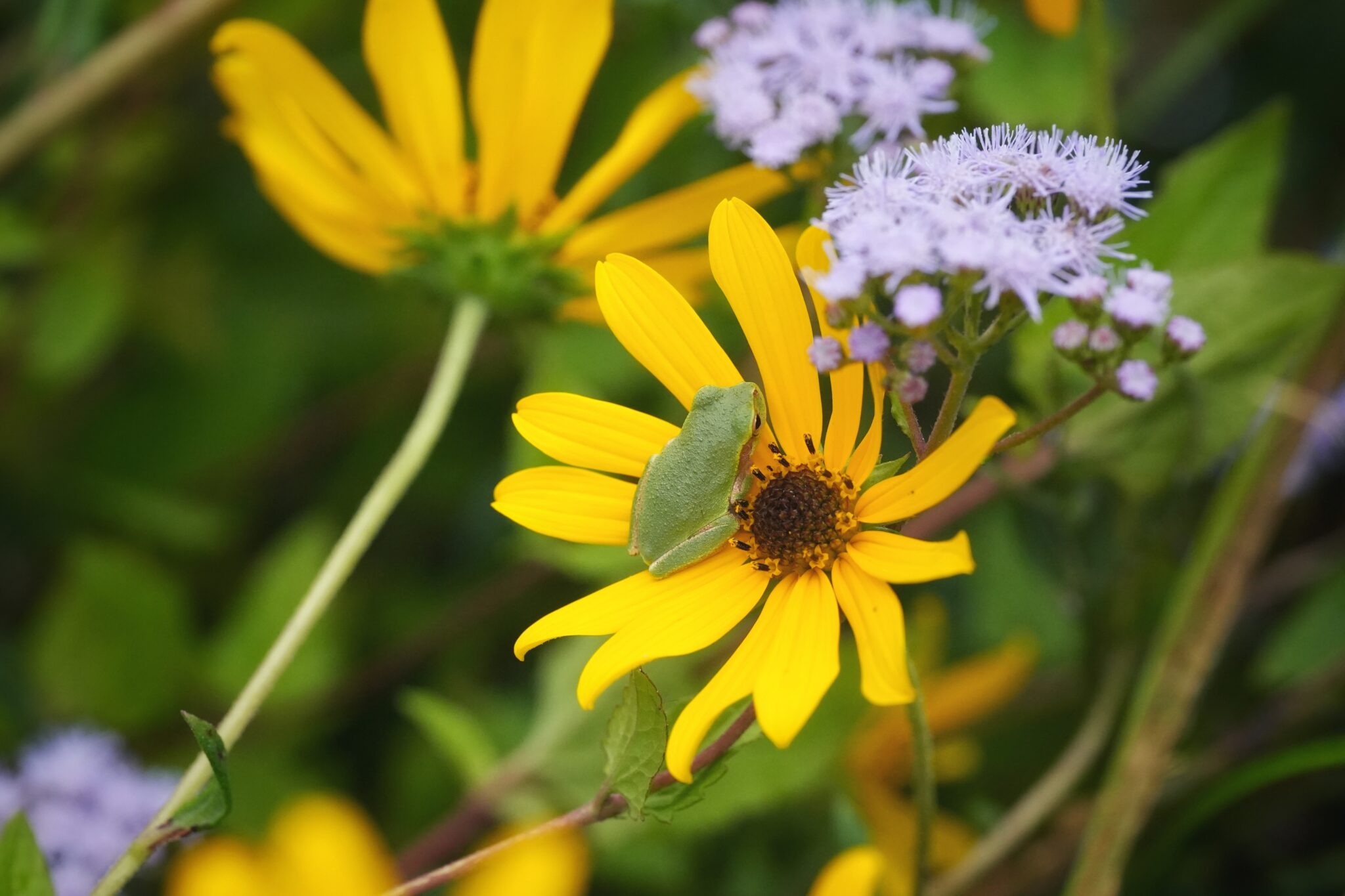 Florida's Native Wildflowers | Florida Wildflower Foundation