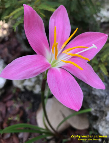 Know Your Native Rain Lilies - Florida Wildflower Foundation