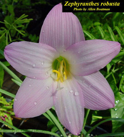 Know Your Native Rain Lilies - Florida Wildflower Foundation