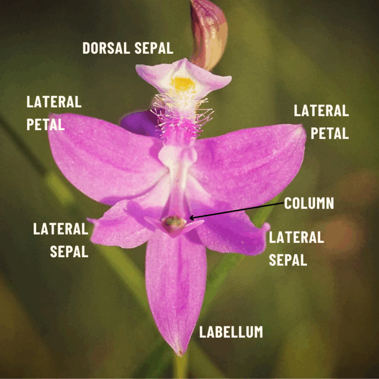 Family Profile: Orchidaceae - Florida Wildflower Foundation