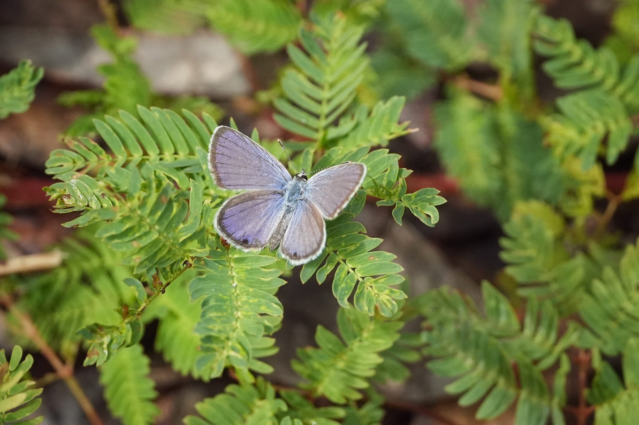Family Profile: Fabaceae - Florida Wildflower Foundation