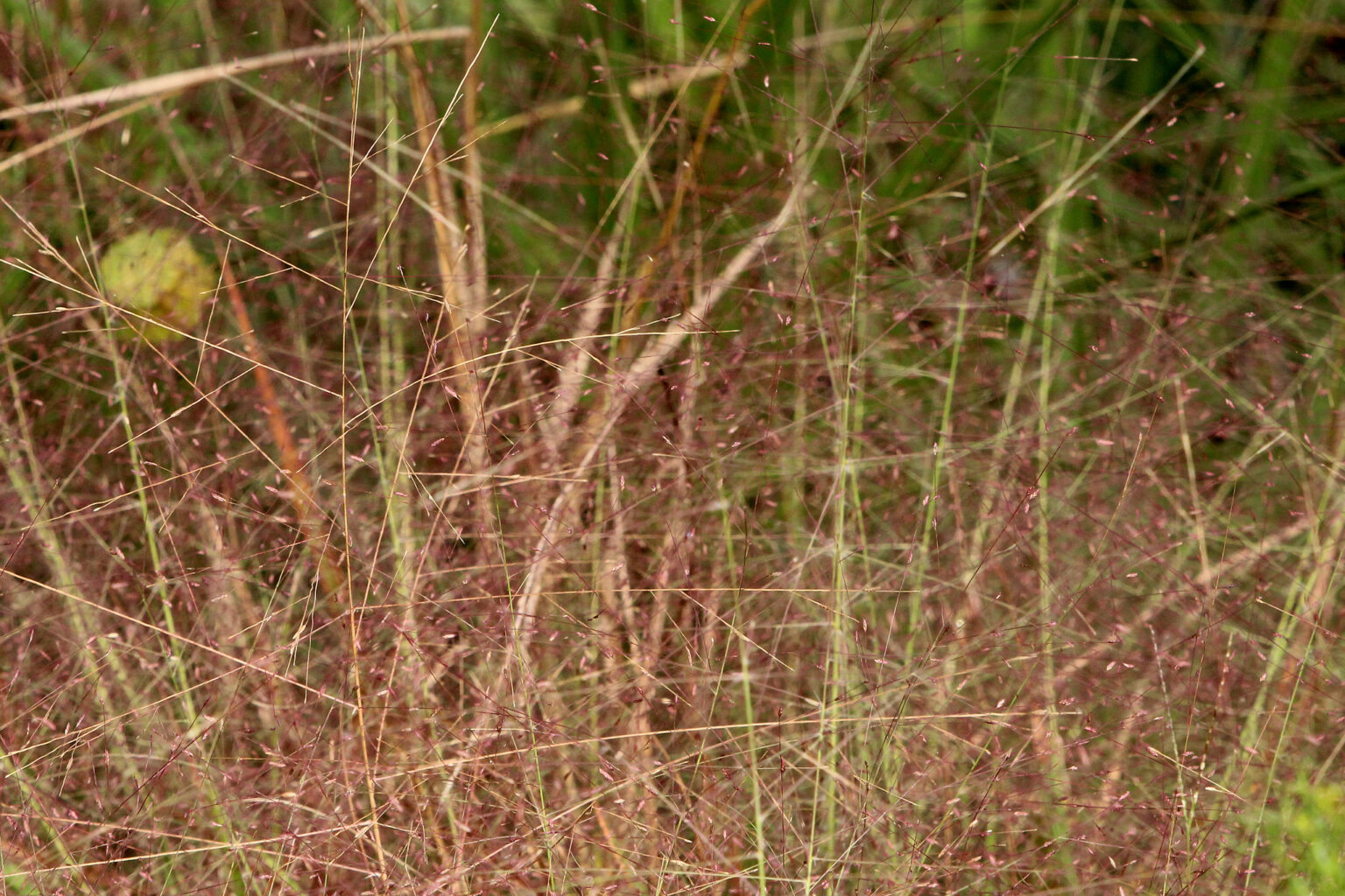 Purple lovegrass - Florida Wildflower Foundation